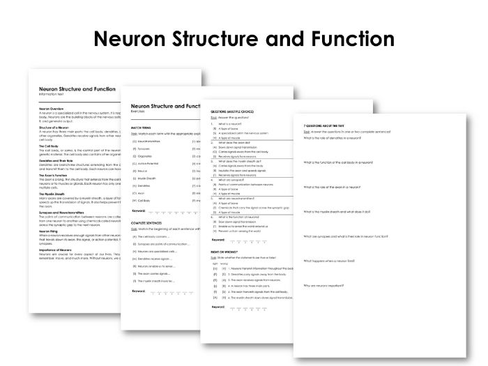Neuron Structure and Function | Teaching Resources