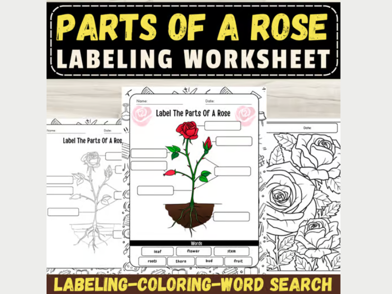 Label The Parts Of A Rose Anatomy: September Labeling Activities ...