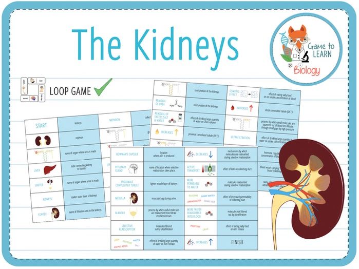 The Kidneys - Large Loop Game (KS4/5) | Teaching Resources