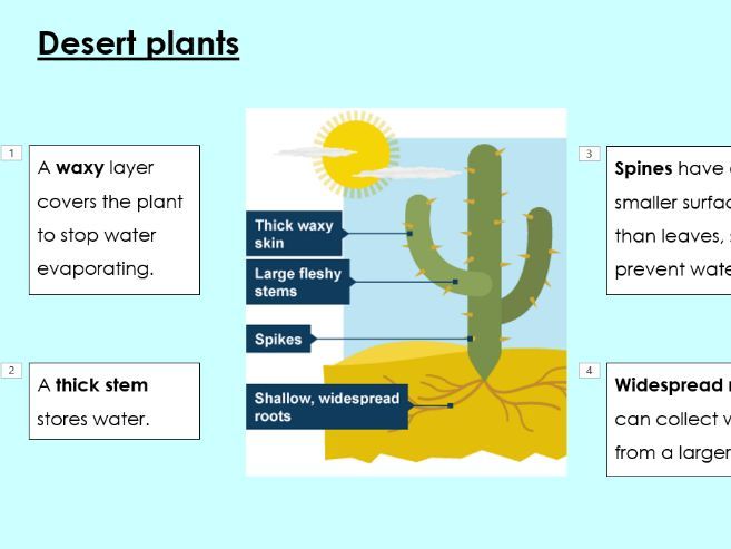 Adapting to change - KS3 Activate lesson | Teaching Resources