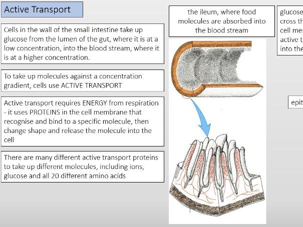 QA GCSE Biology: Cells: transport across membranes – active transport ...