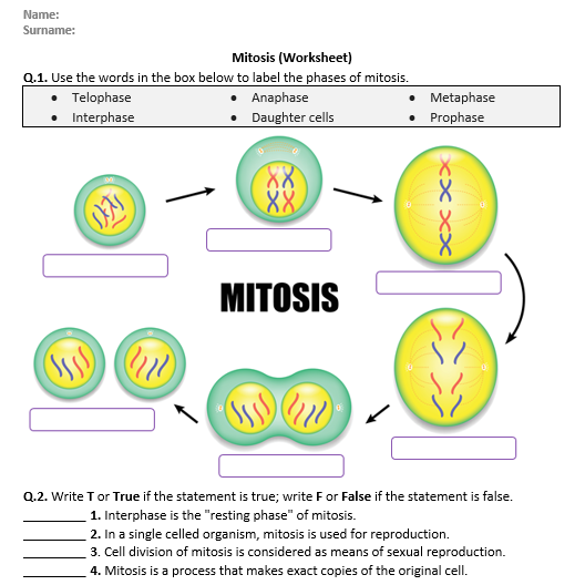 Mitosis In Plants Worksheet