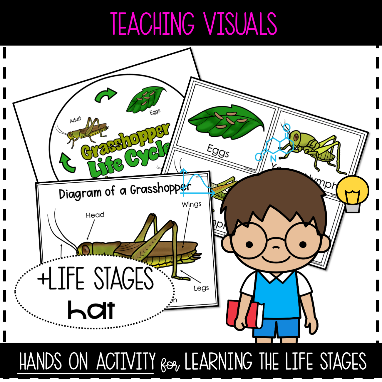 Grasshopper Life Cycle l All about Grasshoppers | Grasshopper Insects ...