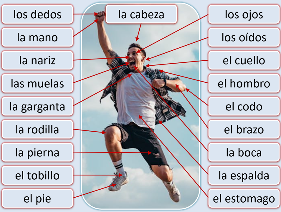 Claro 2 unit 1.5 – ¡Ay, qué dolor! (body parts, illness) [updated July ...