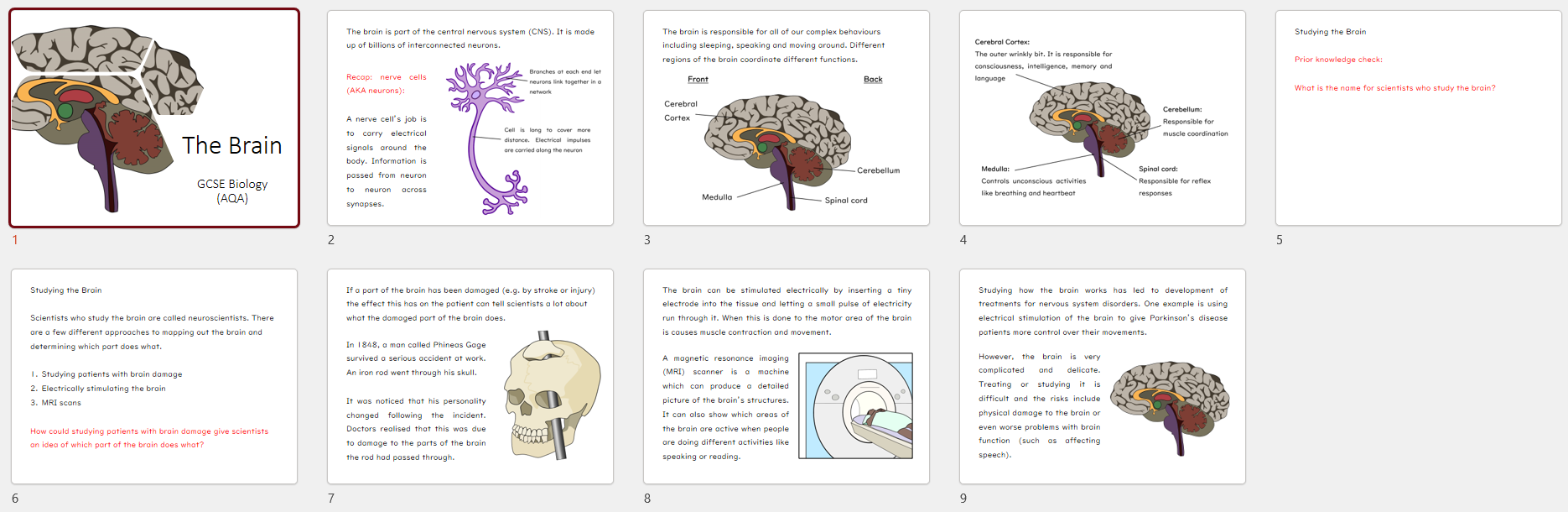 The Brain Supplementary Slides and Worksheet (GCSE Biology AQA ...