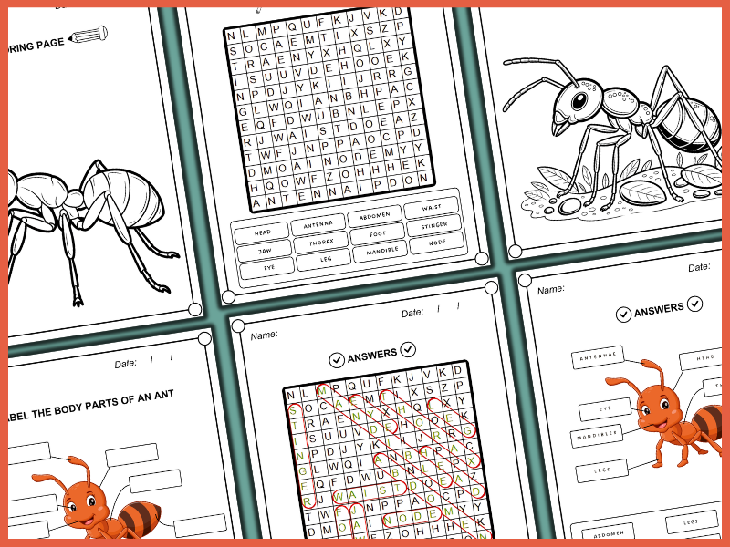 Ant Body Parts Worksheet Pack | Labeling, Coloring & Word Search (K-2 ...