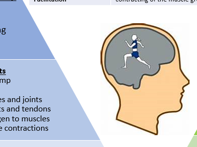 R180 - Knowledge Organiser - Risk Of Injury Sports Science | Teaching ...