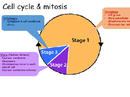 Cell Cycle and Mitosis AQA Cells | Teaching Resources