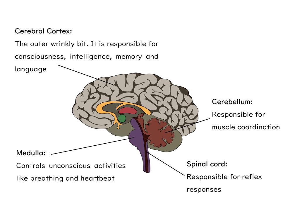 The Brain Supplementary Slides and Worksheet (GCSE Biology AQA ...