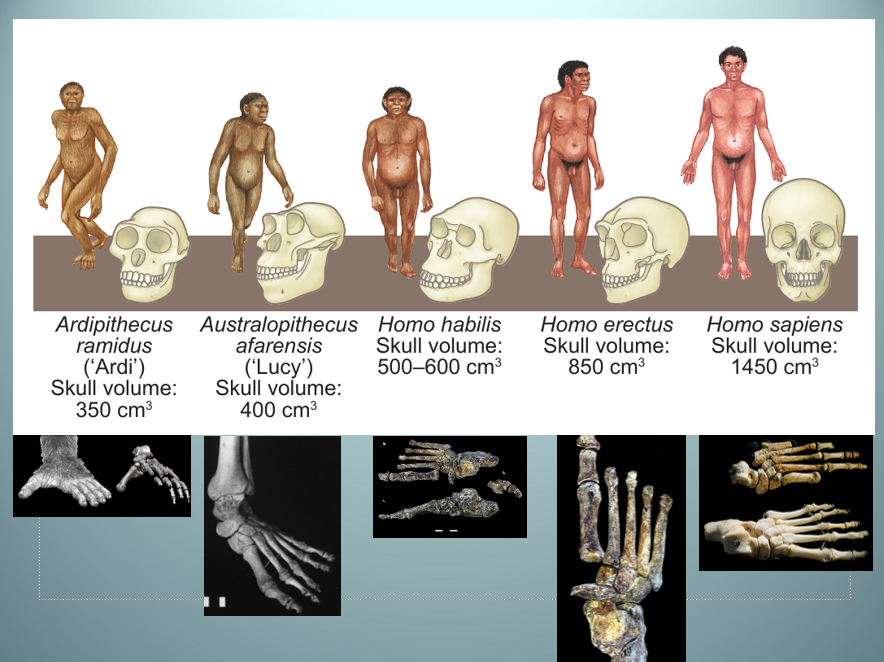 Edexcel CB4 SB4 Evidence for Human Evolution Complete Lesson - GCSE Biology/ Combined Science ...