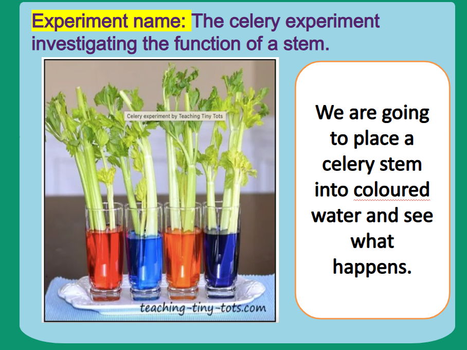 KS2 Science Function of the Stem | Teaching Resources