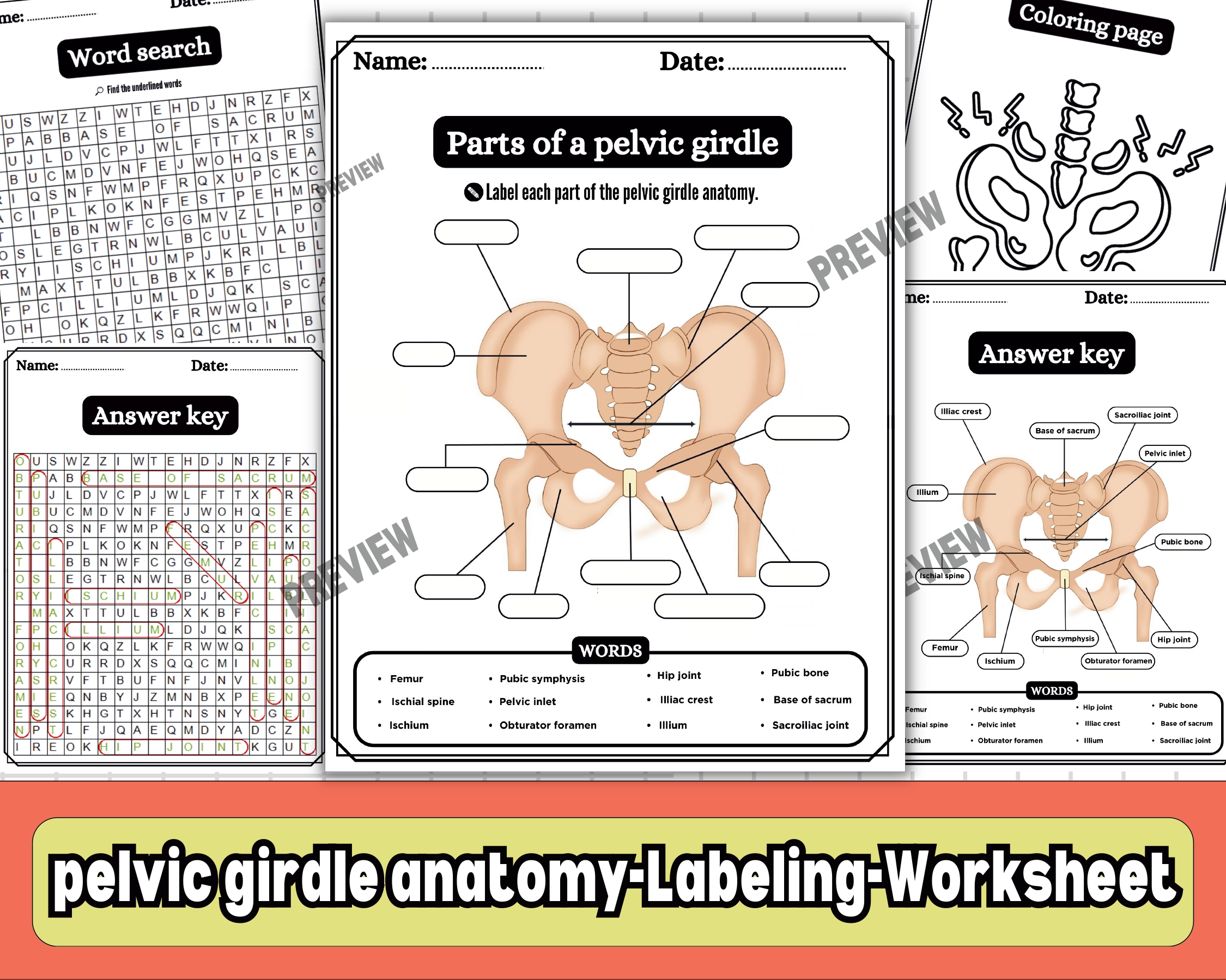 Pelvic Girdle Anatomy Worksheets | Labeling Diagram | Word Search ...
