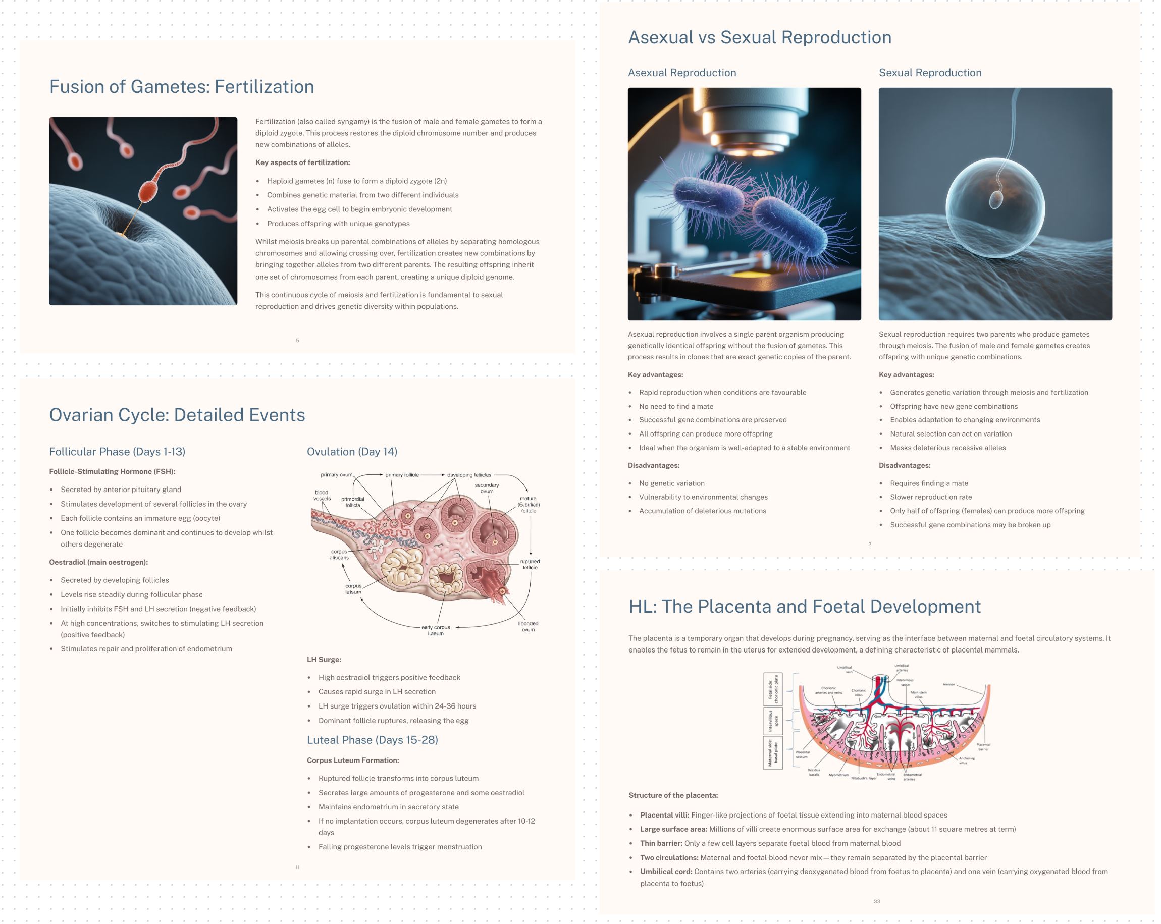 IB DP Biology D3.1 Reproduction Teaching Notes & PowerPoint 2026 ...