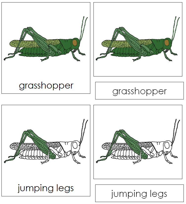 Internal Parts Of A Grasshopper