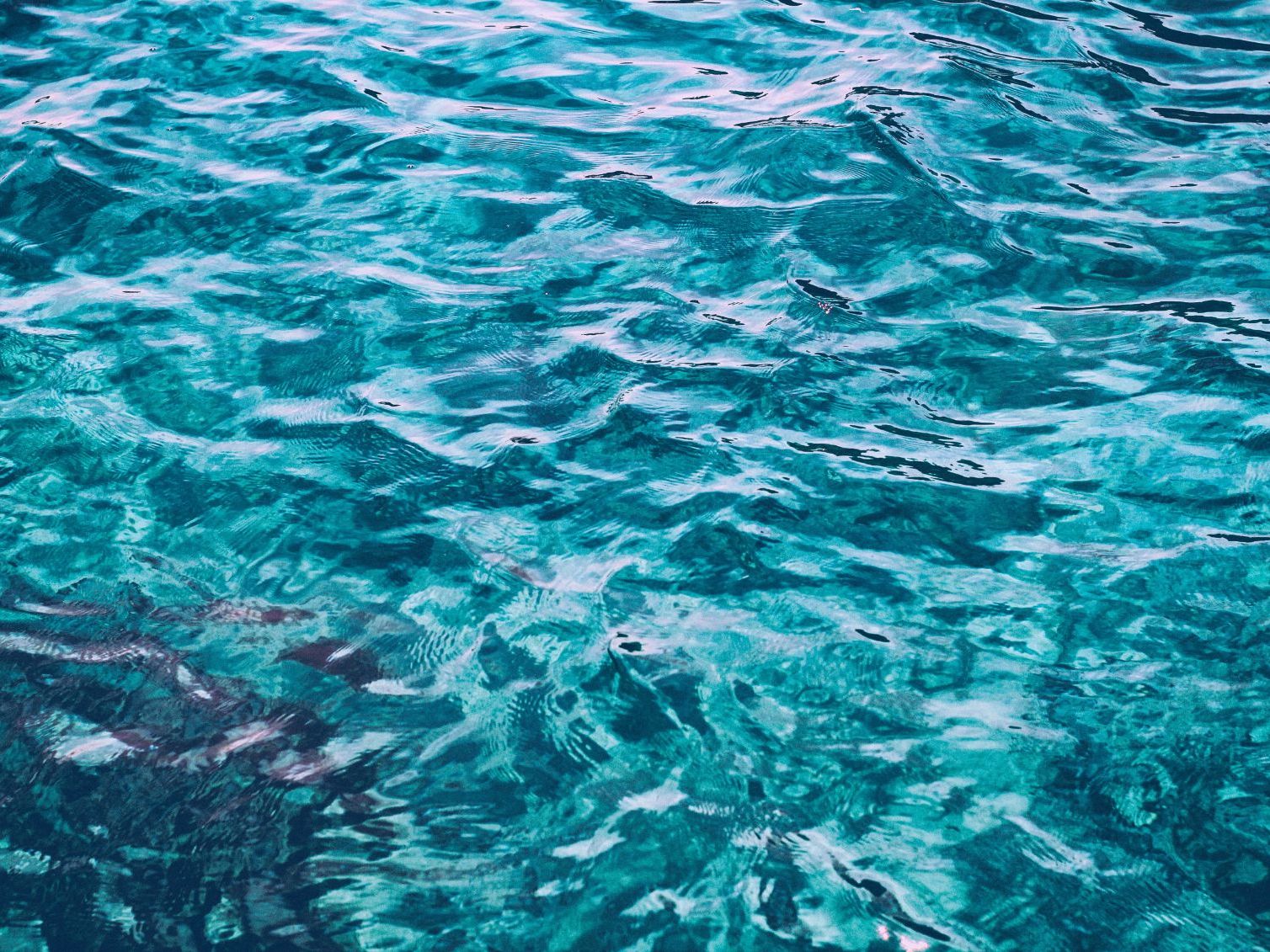 Complete Bundle -Marine Science AS Units (Cambridge International AS Level 9693) | Teaching ...