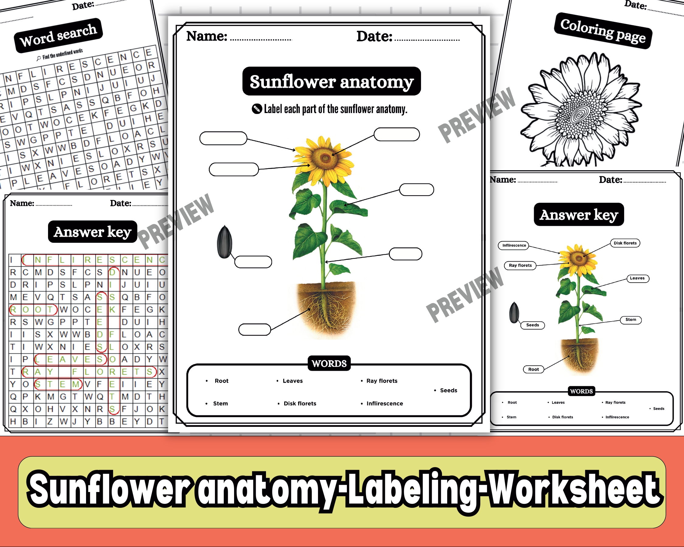 Sunflower Anatomy Worksheets,Labeling Diagram,Word Search,Coloring ...
