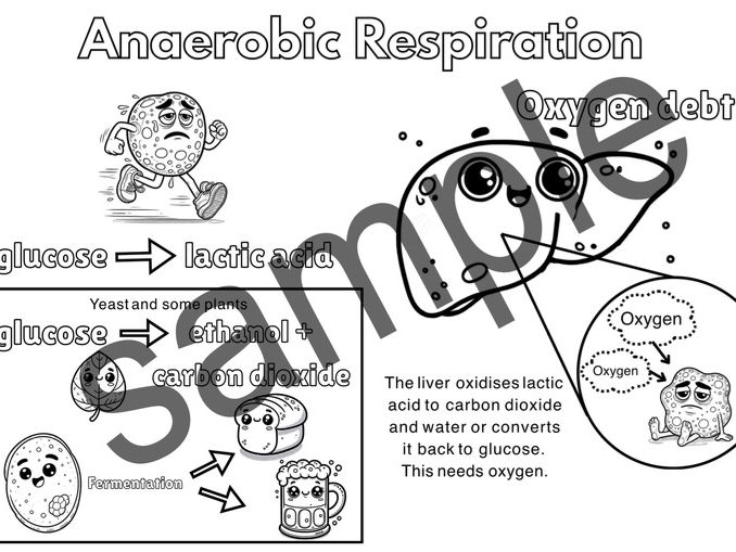 Anaerobic Respiration Revision Colouring Page | Teaching Resources