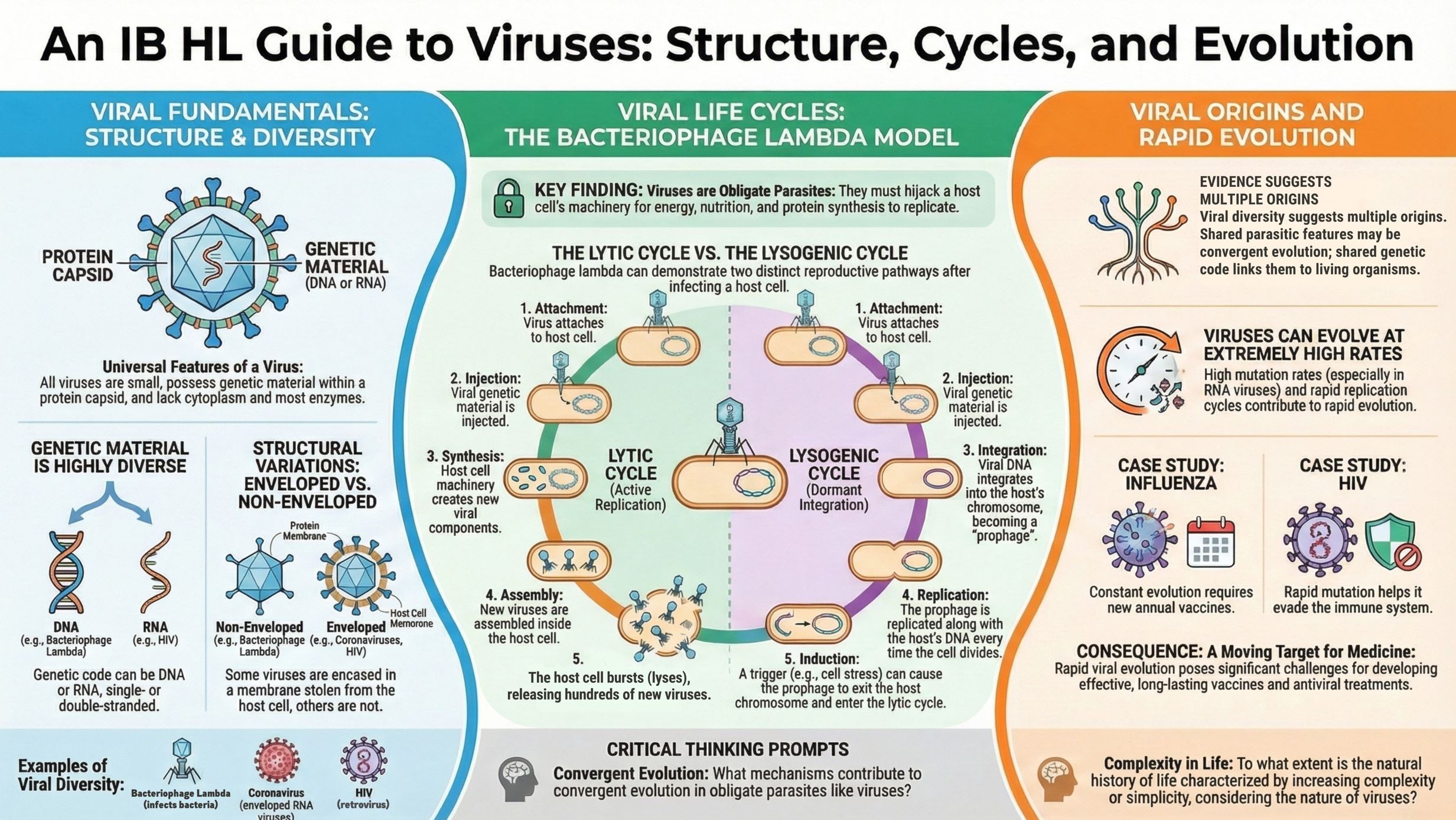 IB DP Biology Digital Infographic Poster: A2.3 Viruses (2026 ...