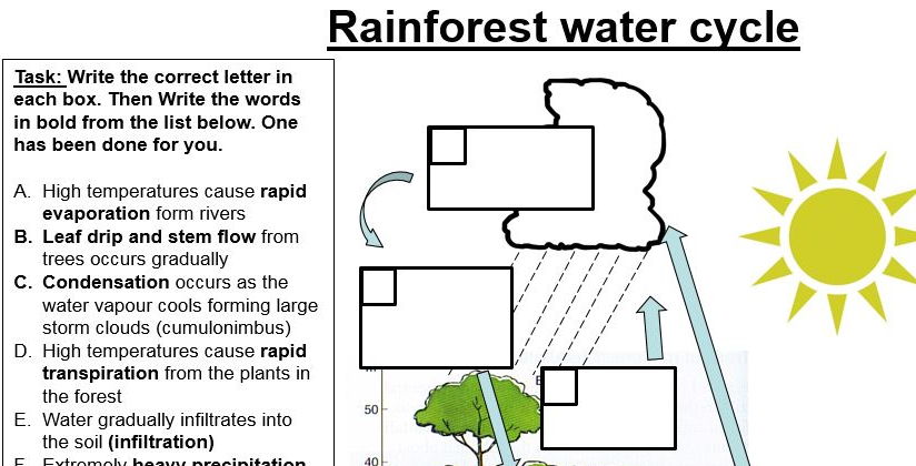GCSE 9-1; Ecosystems and rainforests by ReallyGoodGeography - Teaching ...