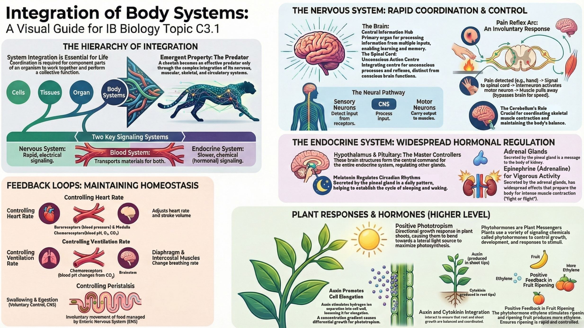 IB DP Biology Digital Infographic Poster: C3.1 System Integration (2026 ...