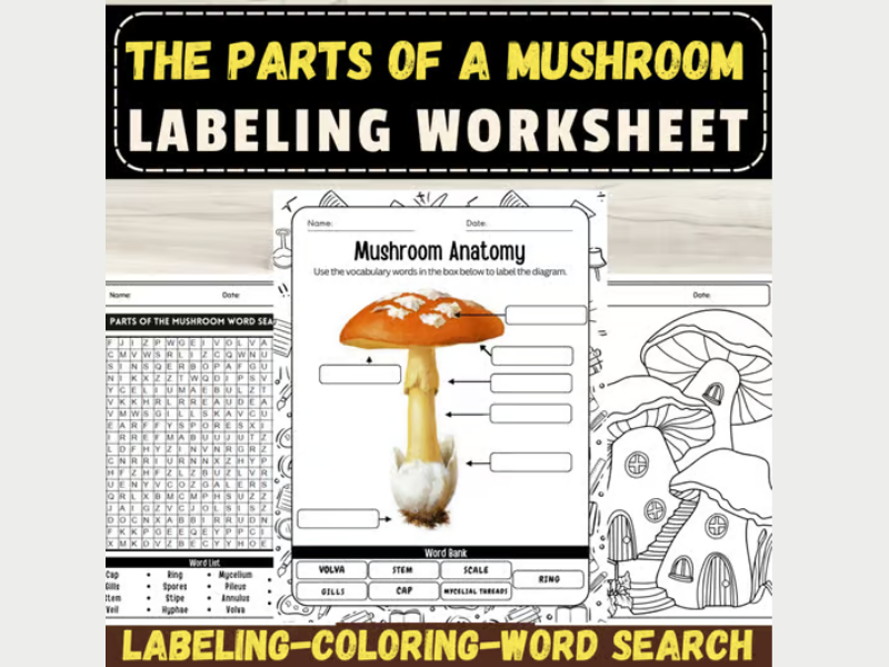 Fungal Anatomy Worksheet: Mushroom Labeling Activities for Biology ...