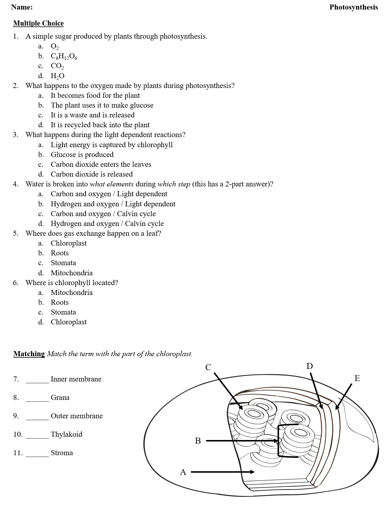 Photosynthesis Test, Review Questions, and Answer Keys | Teaching Resources