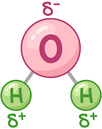 AS Level Biology - Water | Teaching Resources