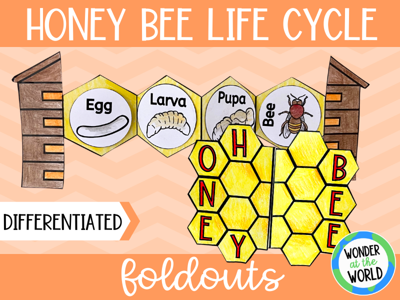 Honey bee life cycle foldable science craft activity | Teaching Resources