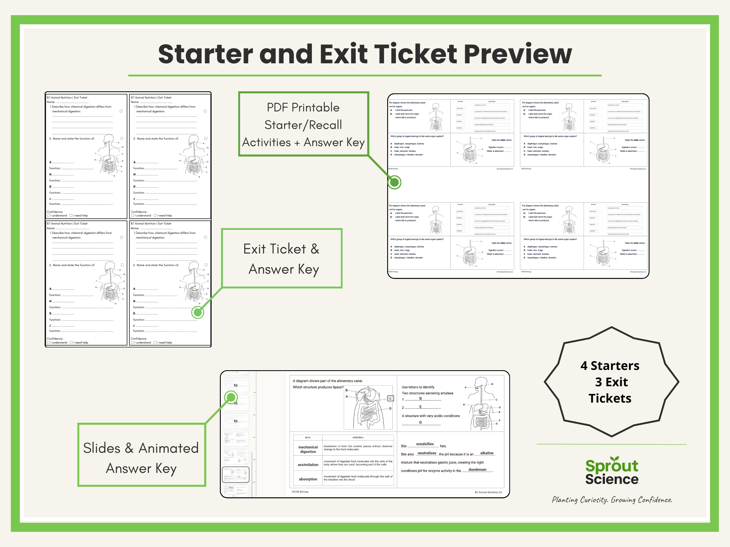 B7 Animal Nutrition | Starter Activities & Exit Tickets | IGCSE Biology ...