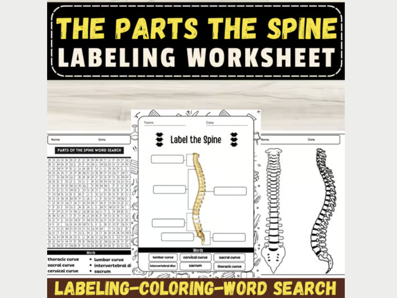 Label the Parts of Spine: Spinal Anatomy September Activities ...