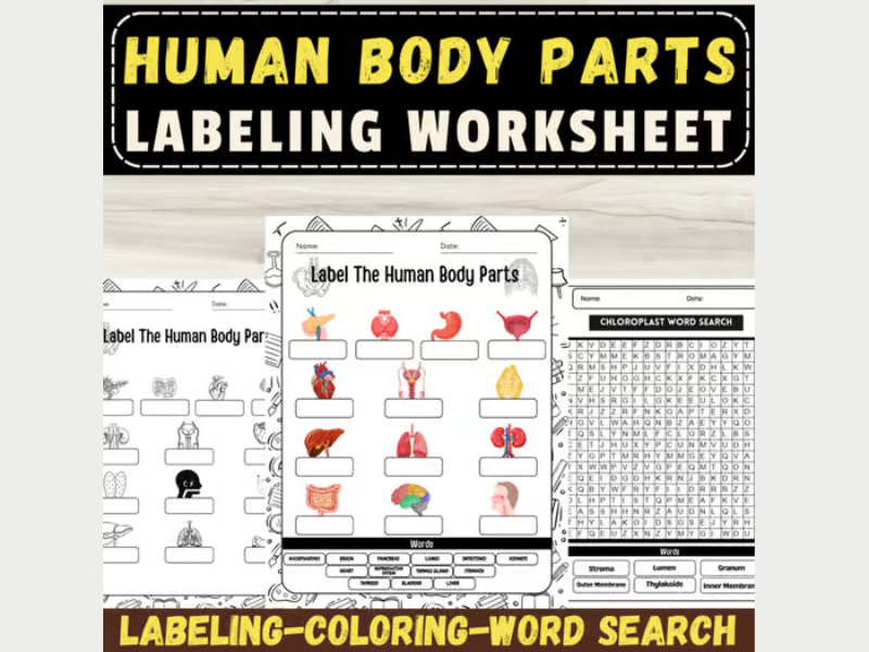 Label The Human Body Parts Anatomy:Labeling, Word Search, and Coloring ...