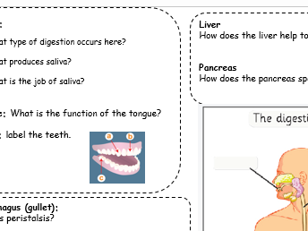 Information hunt for the digestive system | Teaching Resources