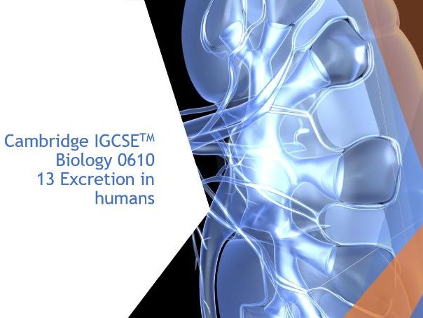 Igcse Biology 2i Excretion Humans