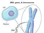 DNA and the genome | Teaching Resources