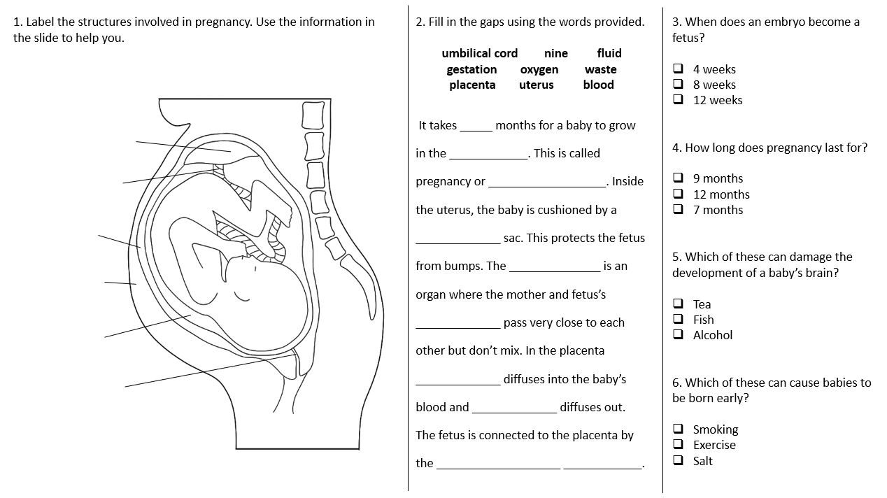 KS3 Year 7 Fetus Development Teaching Resources
