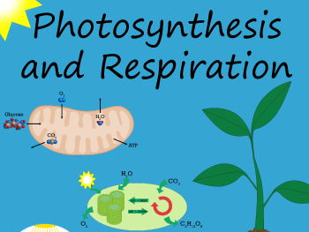 Photosynthesis and Cellular Respiration Comparison Activity | Teaching ...