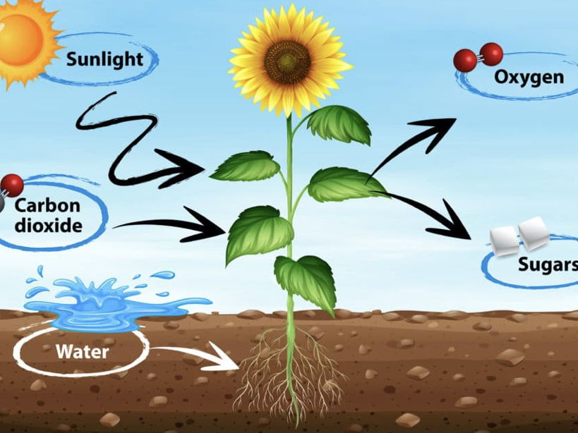 AQA GCSE Biology - Photosynthesis lesson and booklet | Teaching Resources