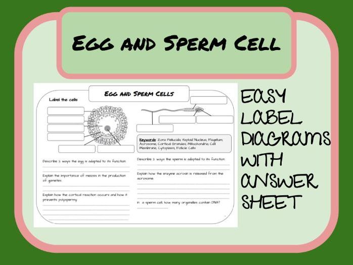 A Level Biology Egg And Sperm Cell Structure And Function Including 