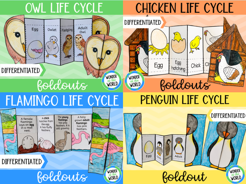 Bird life cycle foldables bundle (owl, penguin, chicken, flamingo ...