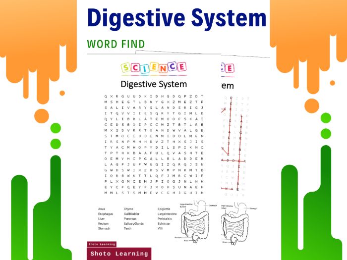 DIGESTIVE SYSTEM SCIENCE ACTIVITY BUNDLE WORD FIND SCRAMBLE WORDS ...
