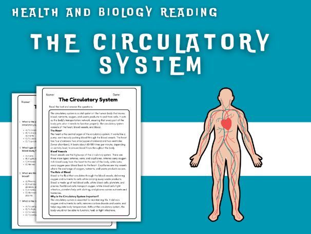 The Circulatory System - Health Reading Worksheet | Teaching Resources