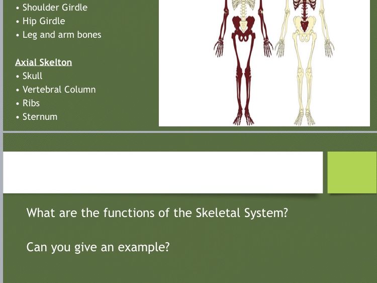 A level PE Edexcel Skeletal and Muscular Systems PowerPoint and Recap ...