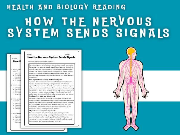 How the Nervous System Sends Signals - Health Reading Worksheet ...
