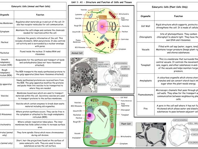 BTEC Applied Science Level 3 AAQ Biology Unit 1A: Structure and ...