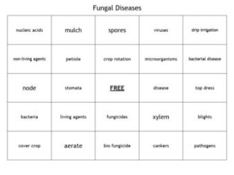 "Fungal Diseases" Bingo set for a Plant Science Course | Teaching Resources