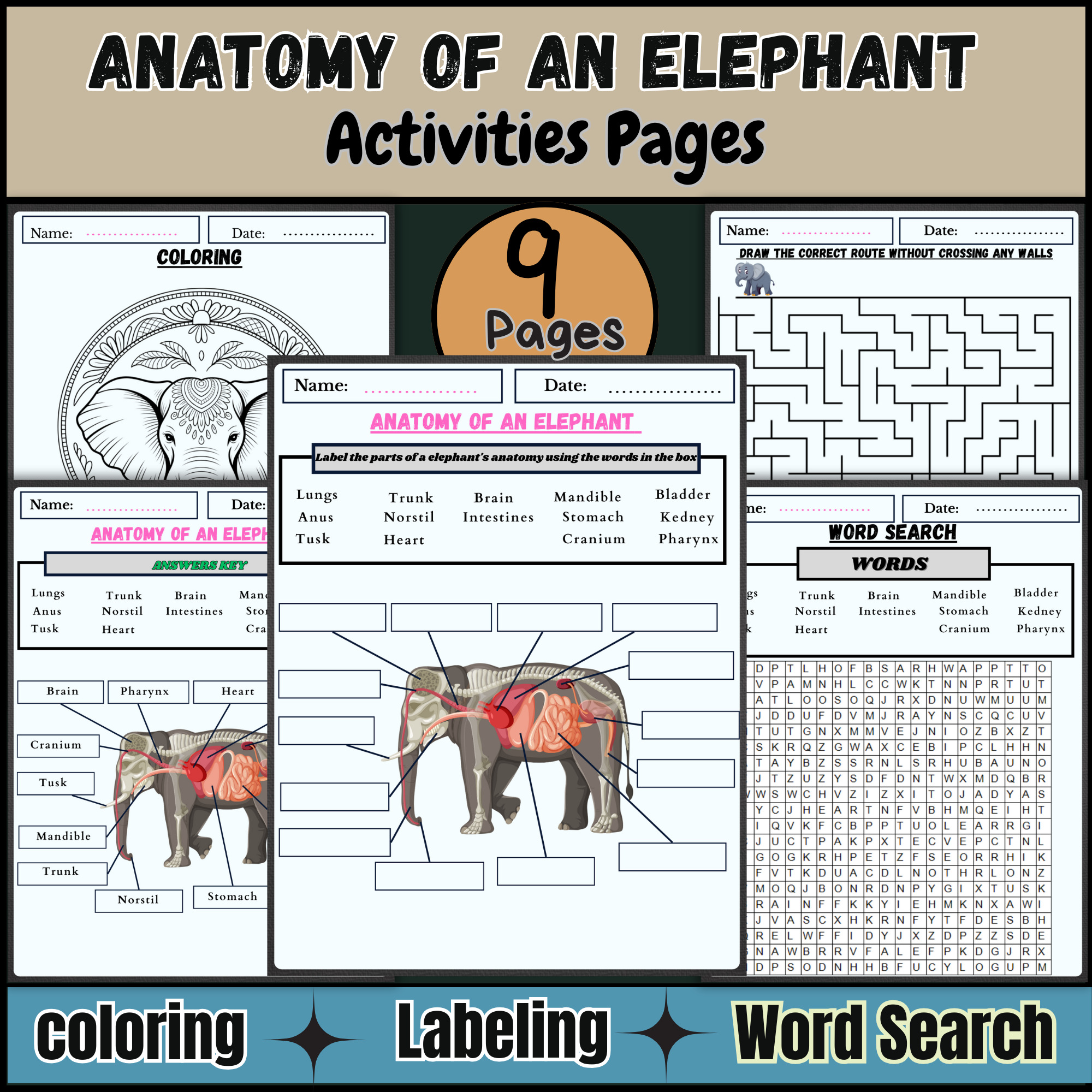 Anatomy of an Elephant | Teaching Resources