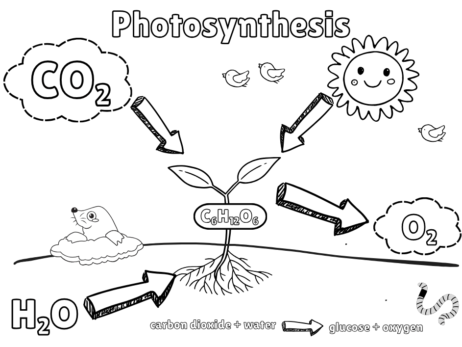 Photosynthesis Revision GCSE Colouring Page | Teaching Resources