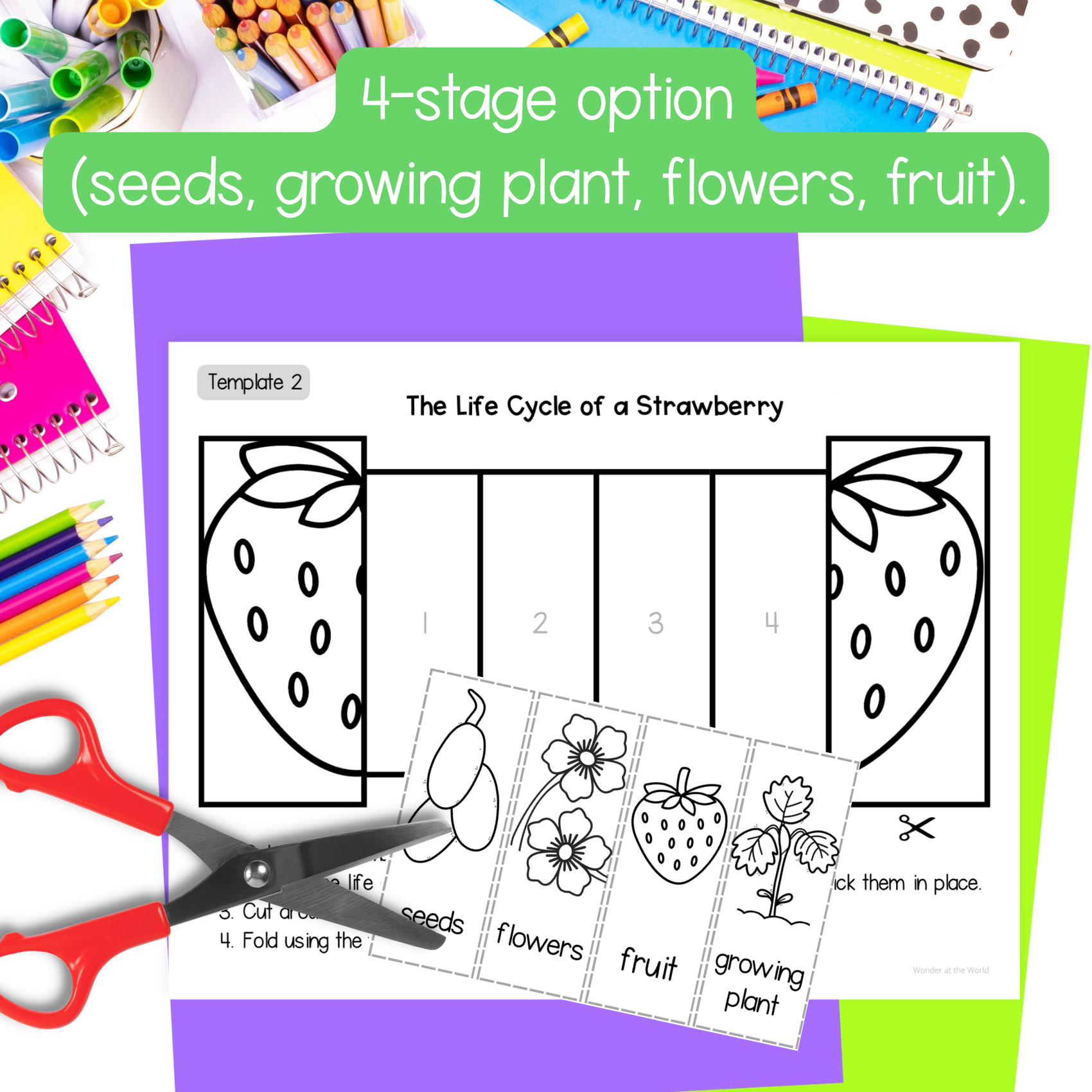 Life cycle of a strawberry plant summer science sequence and fold ...