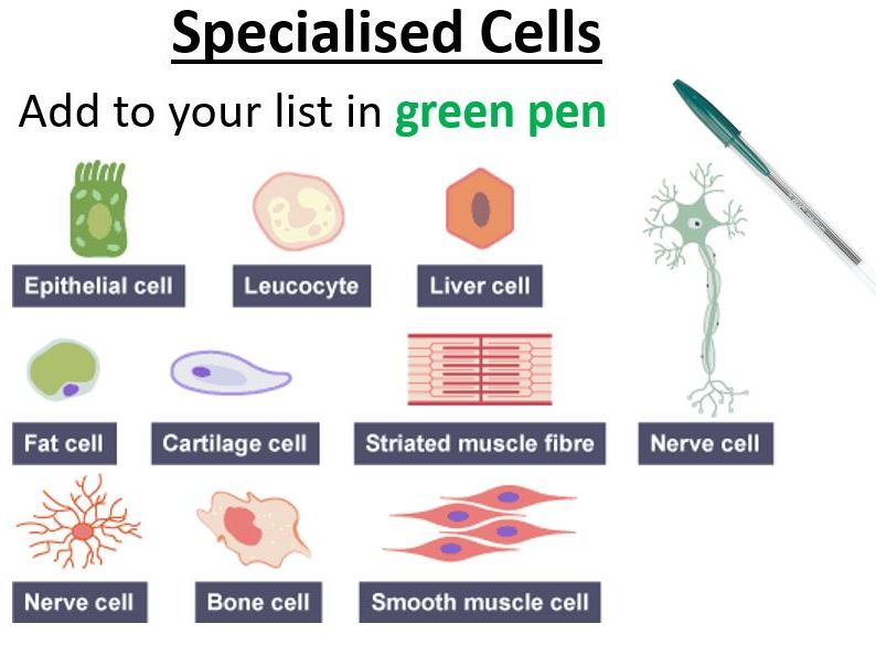 Cell Biology KS3 Specialised Cells Teaching Resources