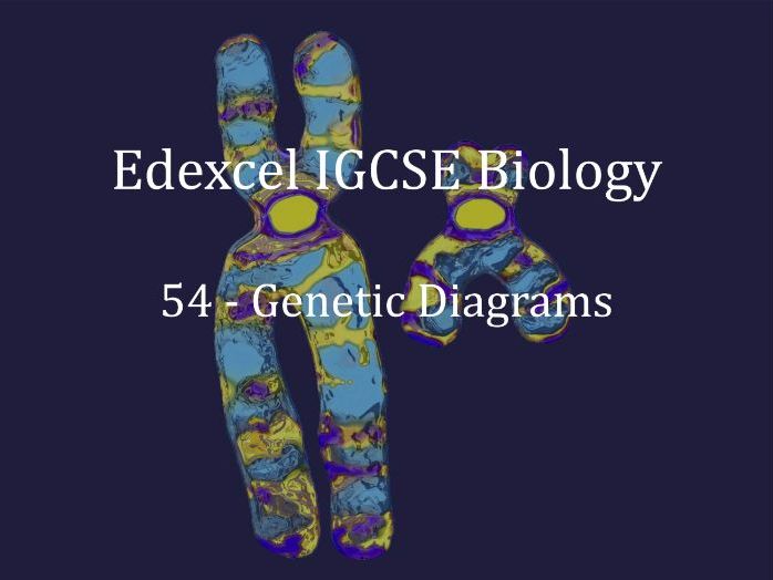 Edexcel IGCSE Biology Lecture 54 - Genetic Diagrams | Teaching Resources Edexcel IGCSE Biology Lecture 54 - Genetic Diagrams | Teaching Resources